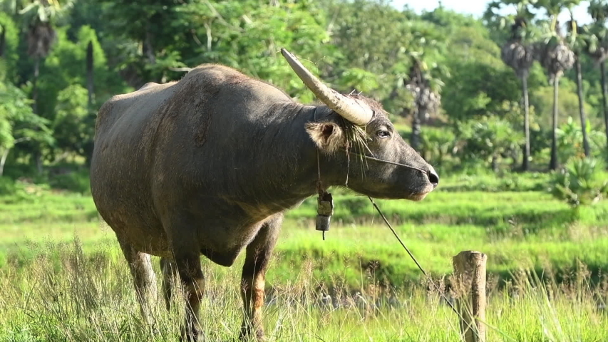 Buffalo grazing in the grass image - Free stock photo - Public Domain ...