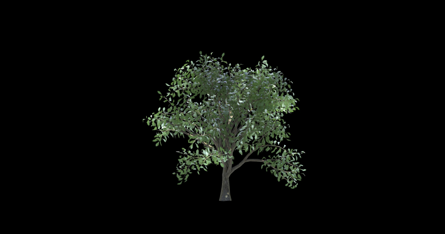 3d Growing Tree Animation with Stock Footage Video (100% Royalty-free ...