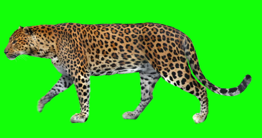 Leopard Walking. Green Screen. Stock Footage Video (100% Royalty-free ...