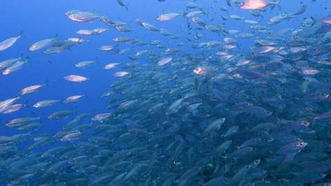 blue runner bait ball school Stock Footage Video (100% Royalty-free ...