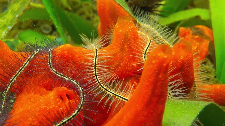 sea life underwater fire sponge tentacles Stock Footage Video (100% ...