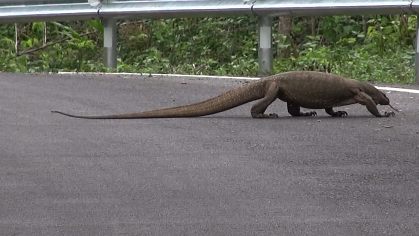 A Massive Lizard Crosses the Stock Footage Video (100% Royalty-free ...