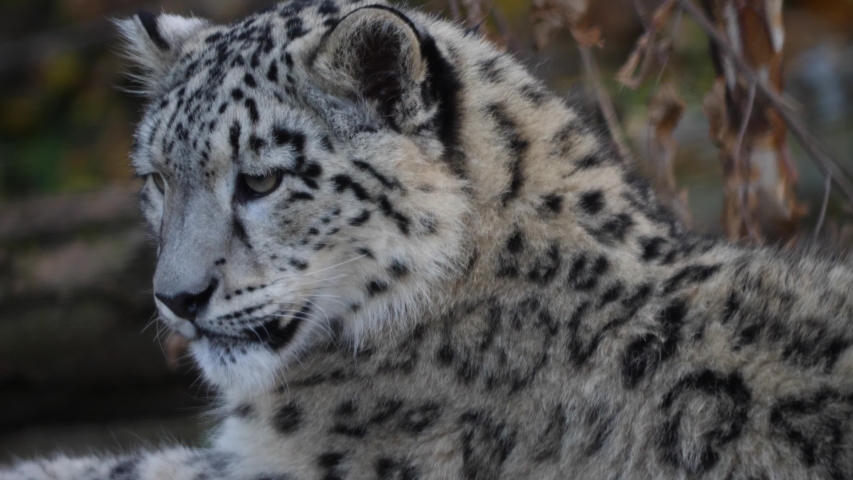 close snow leopard laying down yawning Stock Footage Video (100% ...