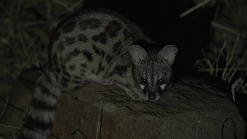 African Genet Cat at Night Stock Footage Video (100% Royalty-free ...