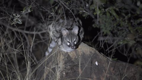 African Genet Cat Night Stock Footage Video (100% Royalty-free ...