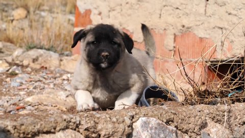 Puppy Kangal Dog Digging Soil Ground Stock Footage Video (100% Royalty ...