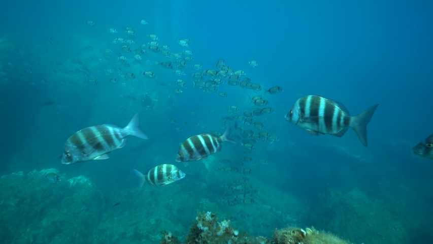 Zebra bream Stock Video Footage - 4K and HD Video Clips | Shutterstock