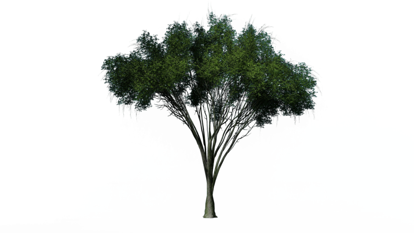 3d rendering loop tree animation wire Stock Footage Video (100% Royalty ...