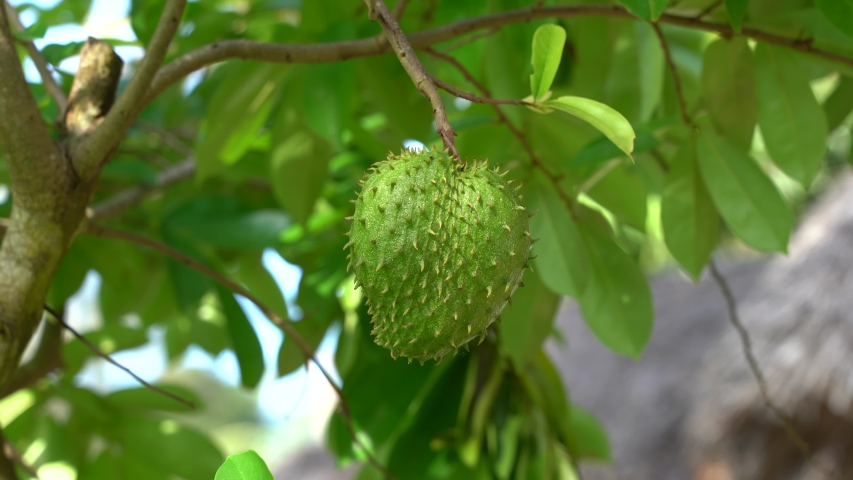 Soursop Background Stock Video Footage - 4K and HD Video Clips ...
