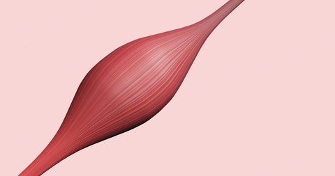Muscle animation Stock Video Footage - 4K and HD Video Clips | Shutterstock