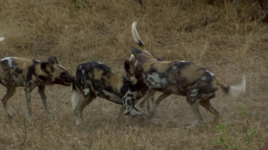 Pack Dangerous African Wild Dogs Spotted Stock Footage Video (100% ...