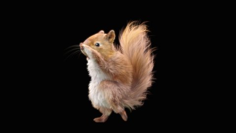 squirrel dance cg fur 3d rendering Stock Footage Video (100% Royalty ...