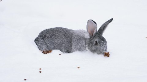 Rabbit Snow Stock Photo 1261823791 | Shutterstock