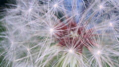 Macro Flowers Insects Photography Stock Photo (Edit Now) 1685956756