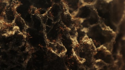 Leafcutter Ants Chamber Fungae Used Food Stock Footage Video (100% ...