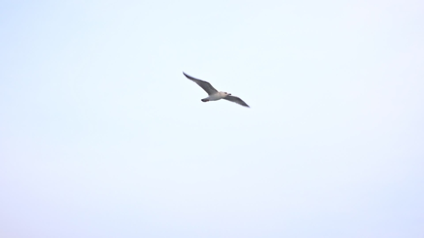 bird soaring high sky beautiful soar Stock Footage Video (100% Royalty ...