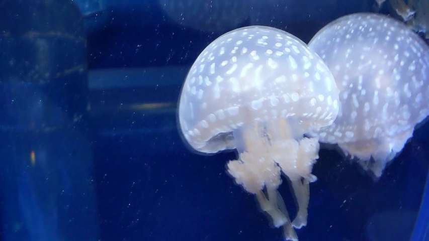 Jellyfish in the Night Aquarium Stock Footage Video (100% Royalty-free ...