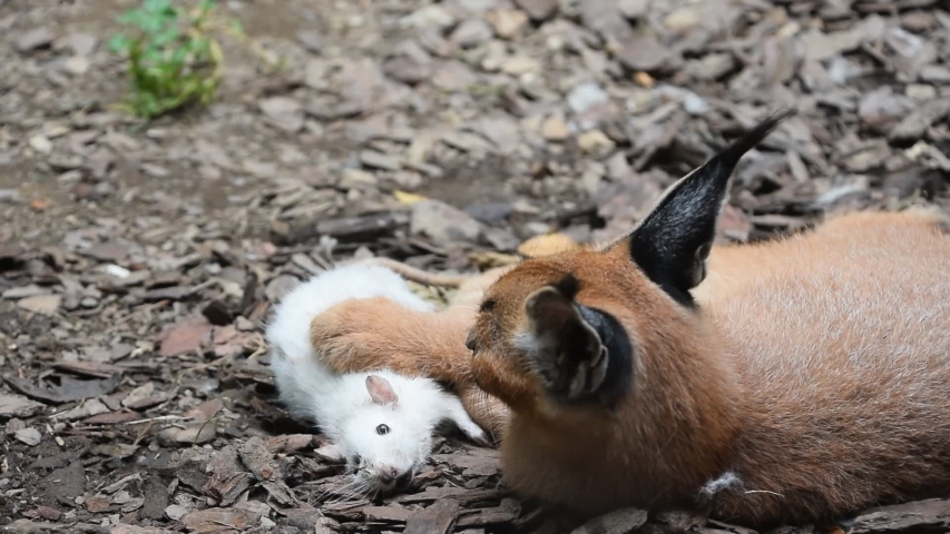 close view one cute baby caracal Stock Footage Video (100% Royalty-free ...
