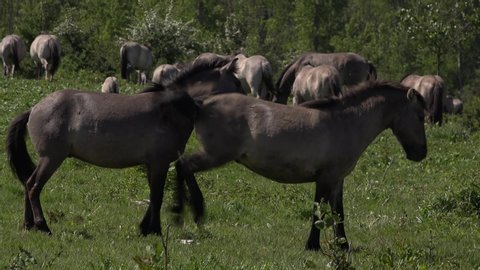 stallion covering mare herd semi-wild herds Stock Footage Video (100% ...