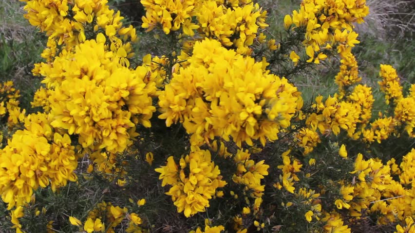 scottish plant gorse bloom close footage Stock Footage Video (100% ...