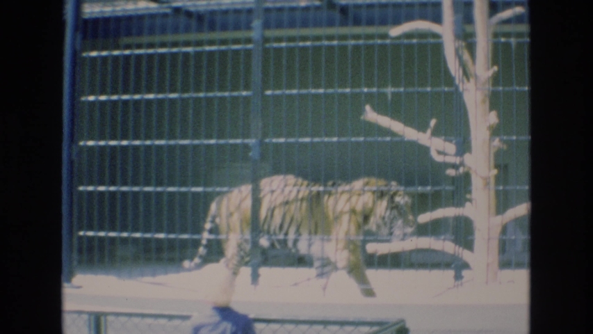 black panther pacing back forth small Stock Footage Video (100% Royalty ...