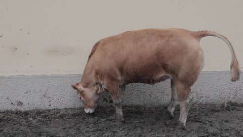 Brown Cow Taking Dump Cattle Farm Stock Footage Video (100% Royalty ...