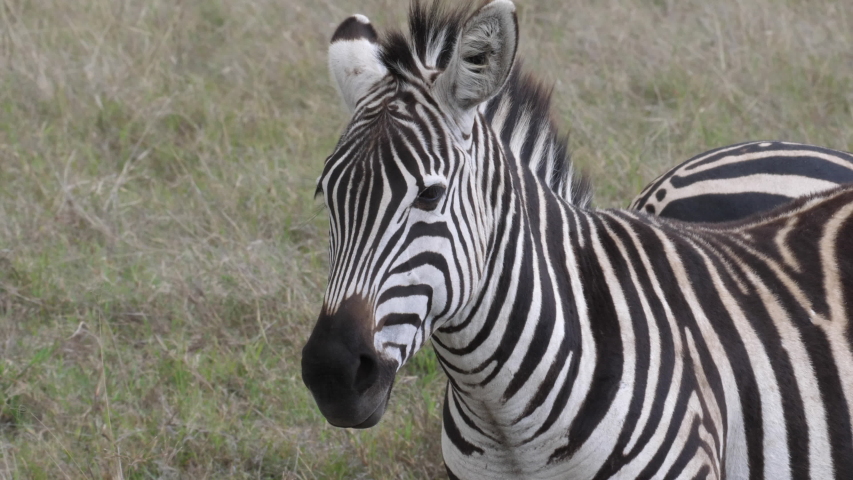 Young Zebra. Stable and Professional Stock Footage Video (100% Royalty ...