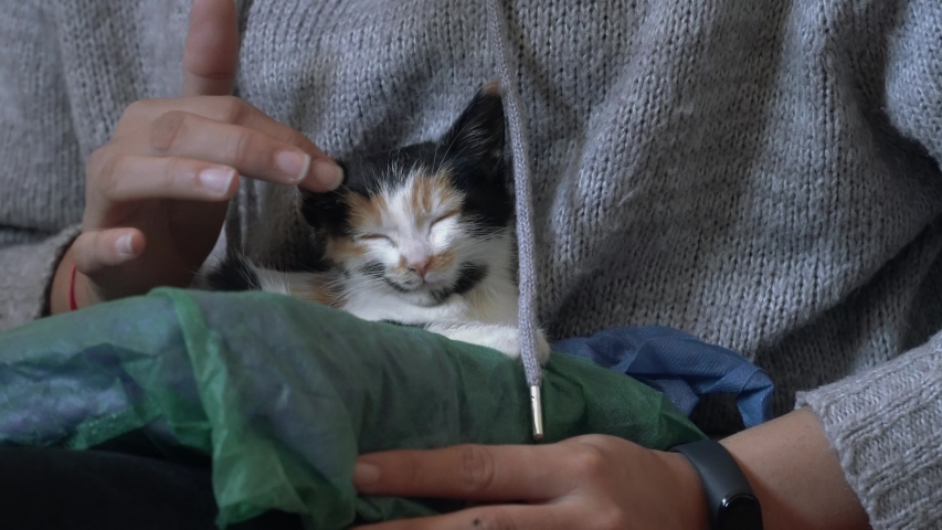 Tiny kitten in a hand image - Free stock photo - Public Domain photo ...