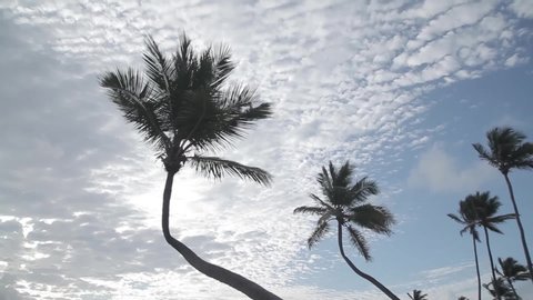 driving through palm trees on beverly Stock Footage Video (100% Royalty ...