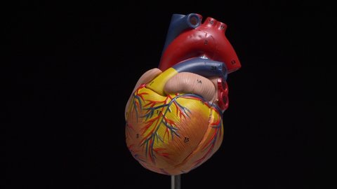 Human Heart Anatomy Model Rotating Human Stock Footage Video (100% ...