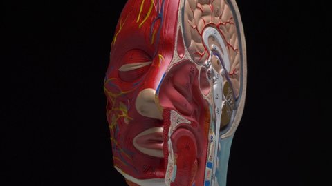 Human Head Anatomy Model Rotating Anatomical Stock Footage Video (100% ...