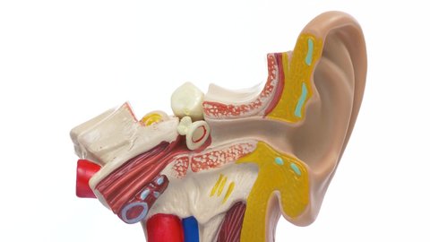 Human Ear Canal Anatomy Model Rotating Stock Footage Video (100% ...