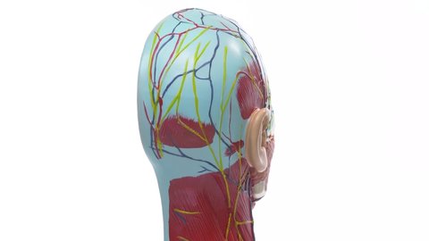 Human Head Anatomy Model Rotating Anatomical Stock Footage Video (100% ...