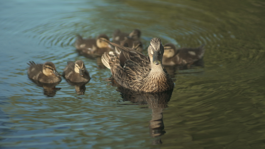 Duckling swimming through the water image - Free stock photo - Public ...