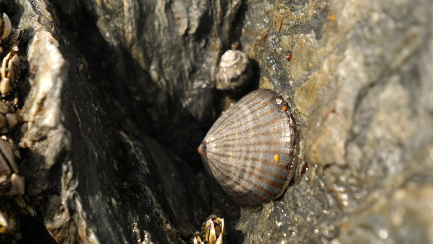 shells sticking on rocks koijigahama beach Stock Footage Video (100% ...