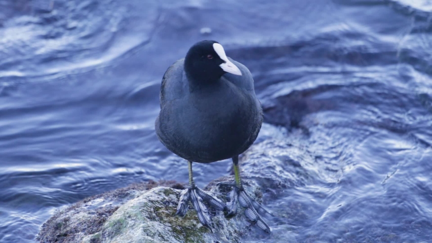 American Coot - Fulica americana image - Free stock photo - Public ...