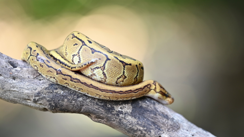 Boidae Stock Video Footage - 4K and HD Video Clips | Shutterstock