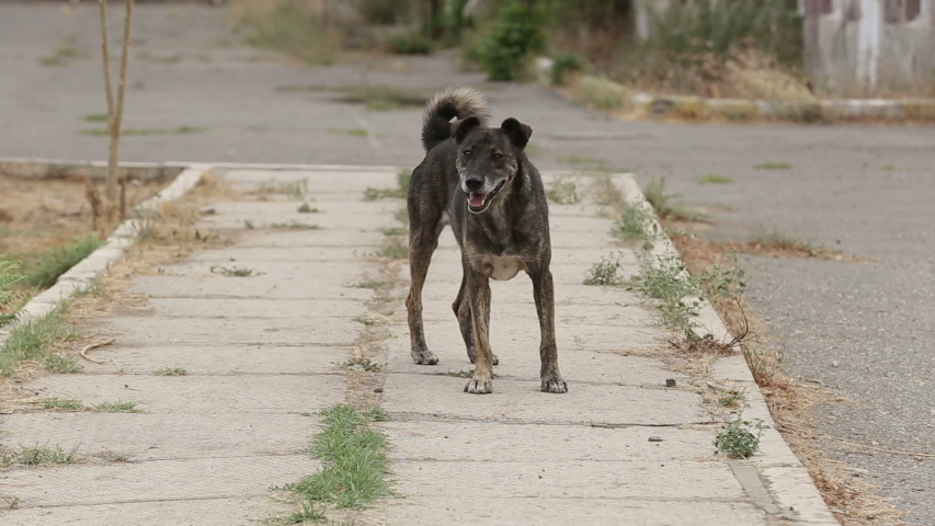 shelter dogs where different types stray Stock Footage Video (100% ...