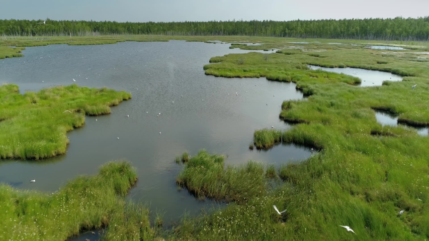 Savage Pattern Stock Video Footage - 4K and HD Video Clips | Shutterstock