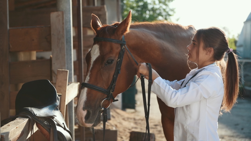 524 Horse Doctor Stock Video Footage - 4K and HD Video Clips | Shutterstock