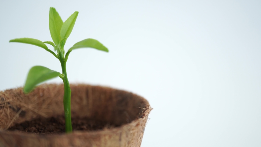 Green Sprout in Small Tree Stock Footage Video (100% Royalty-free ...