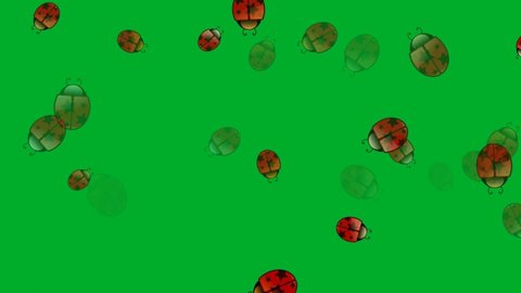 Hd Background Motion Effects Ladybugs Greenscreen Stock Footage Video ...