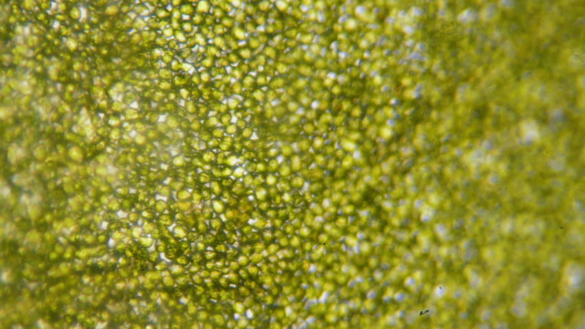 chloroplast under microscope chloroplasts plant cells Stock Footage ...