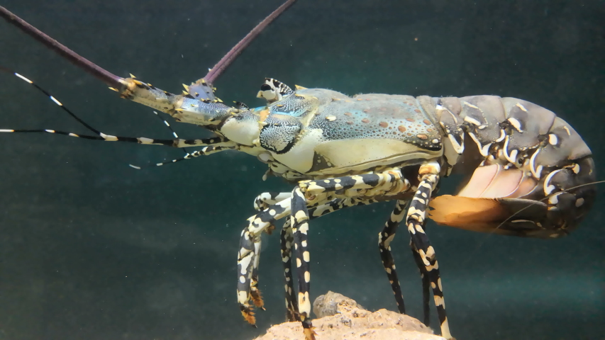 closeup view lobster underwater Stock Footage Video (100% Royalty-free ...