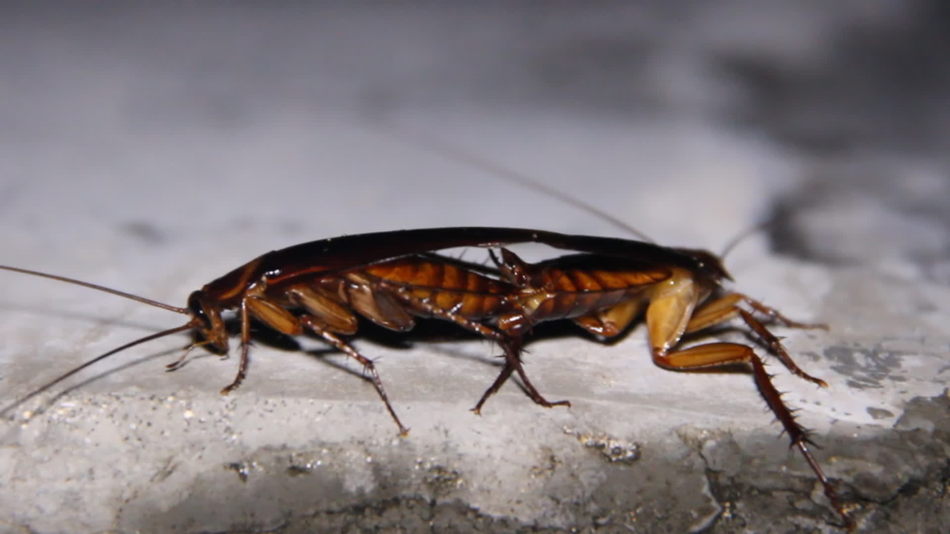 huge tropical cockroaches night mating possibly : vidéo de stock (100 % ...