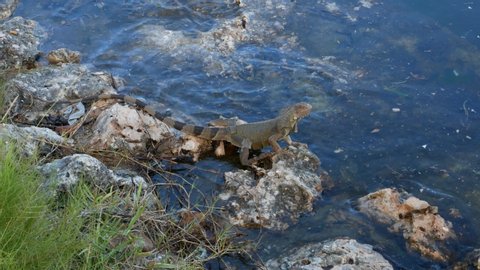 Climate Change Global Warming Concept Fish Stock Photo 1092125414 ...