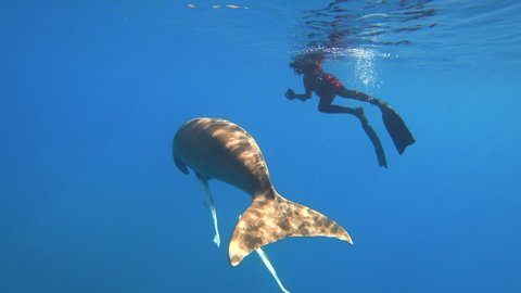 freediver turtle natural habitat slow motion Stock Footage Video (100% ...