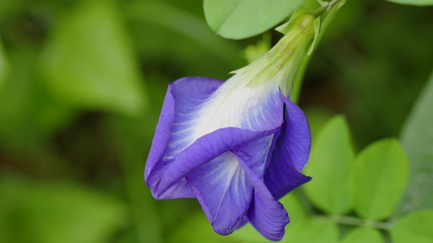 Asian pigeonwings wallpaper Stock Video Footage - 4K and HD Video Clips ...