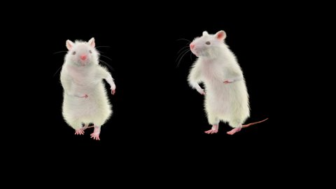 Rat Dance Cg Fur 3d Rendering Stock Footage Video (100% Royalty-free ...