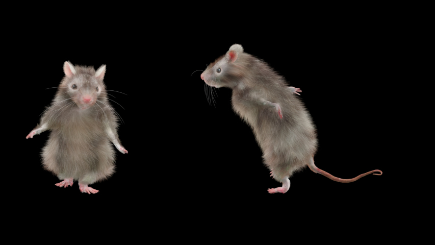 rat dance cg fur 3d rendering Stock Footage Video (100% Royalty-free ...